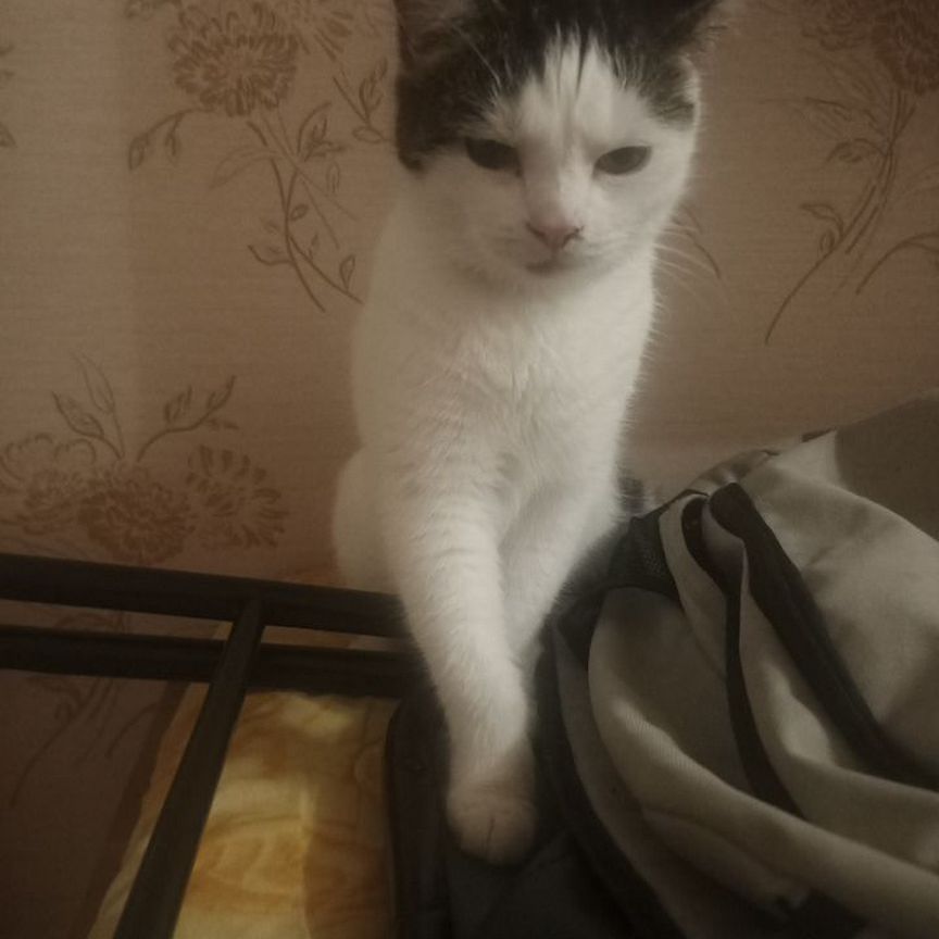 Кошка в добрые руки