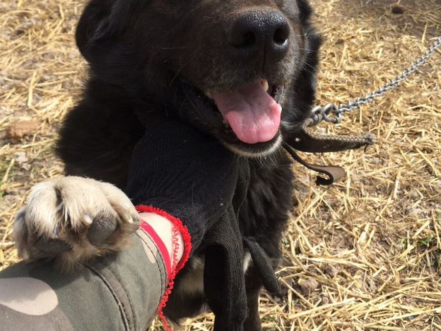 Собака в добрые руки