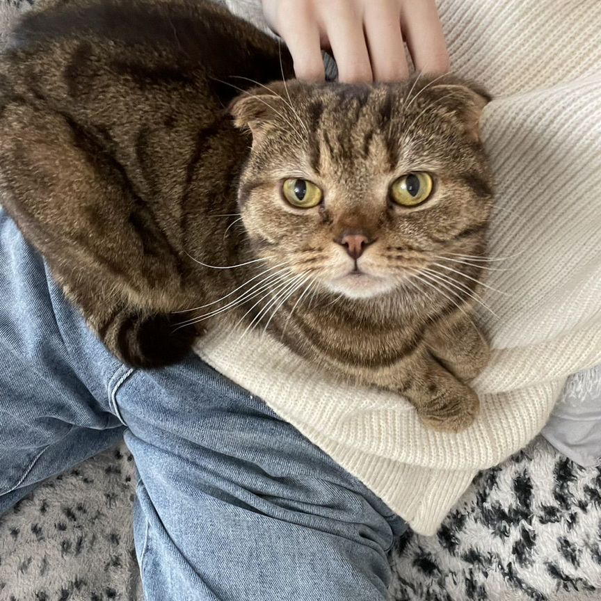 Шотландская вислоухая кошка