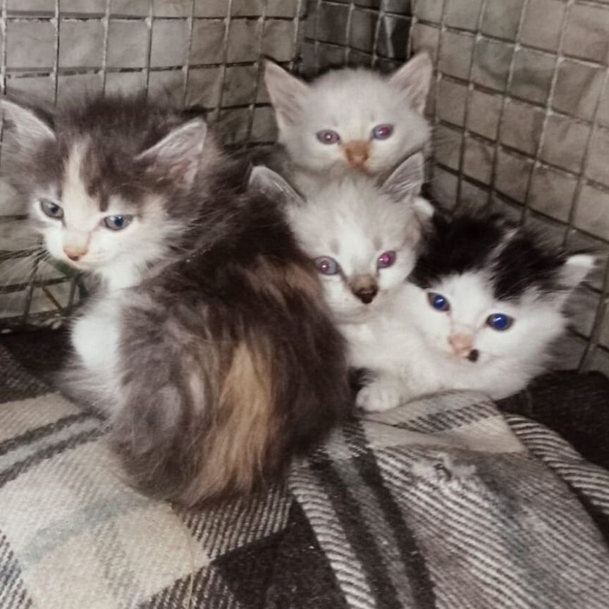 Котята отдам в добрые руки бесплатно