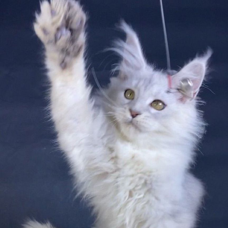 Котята мейн-кун