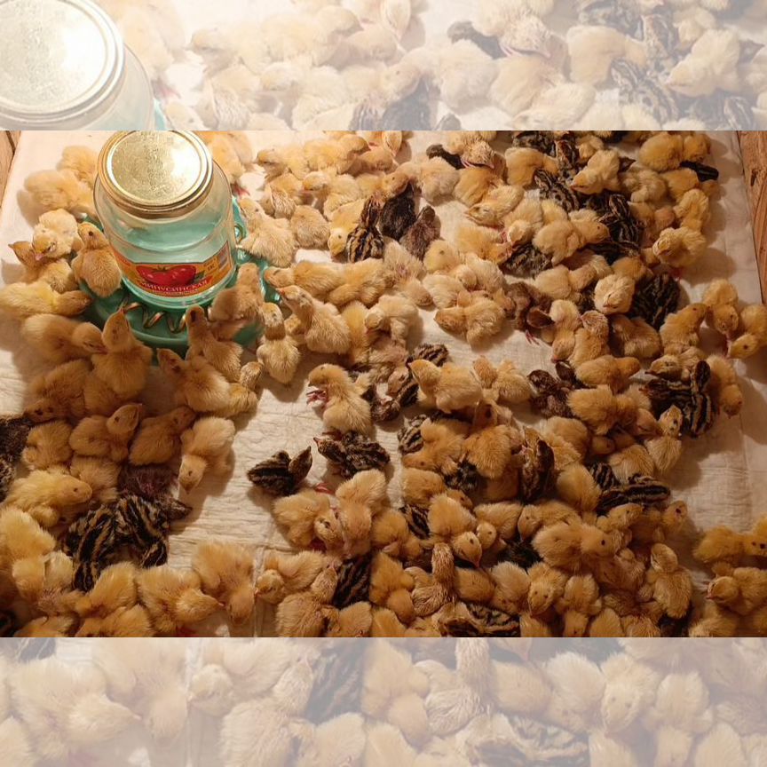 Перепелята