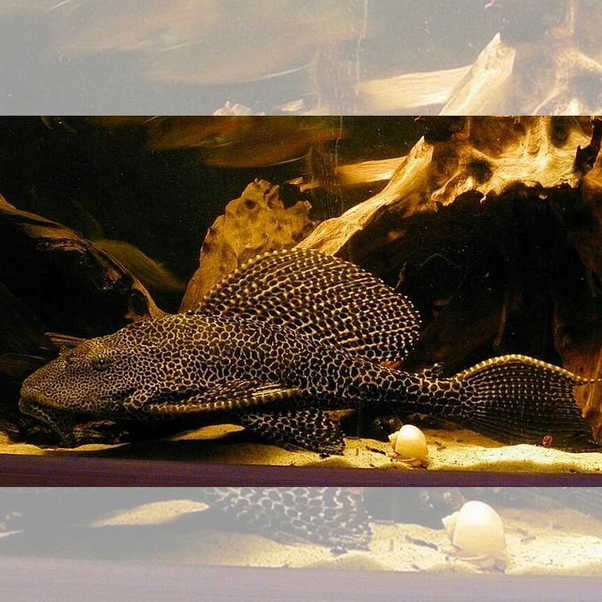 Парчевый сом, Птерагоплихт