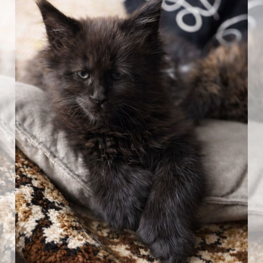 Мейн-кун котёнок