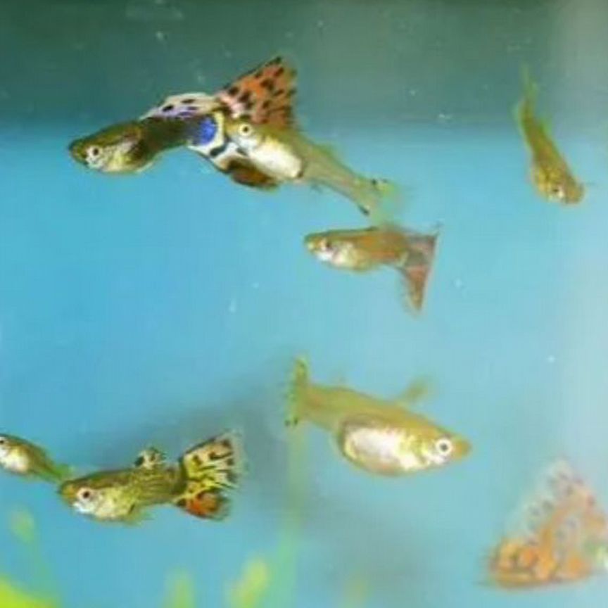 Аквариумные рыбки гуппи