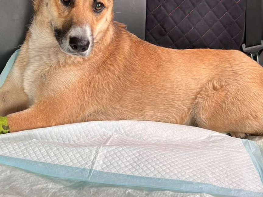 Собака в добрые руки отдам бесплатно