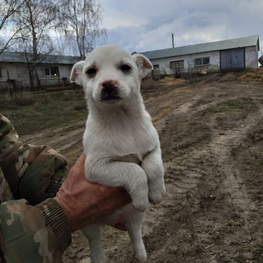 Щенок