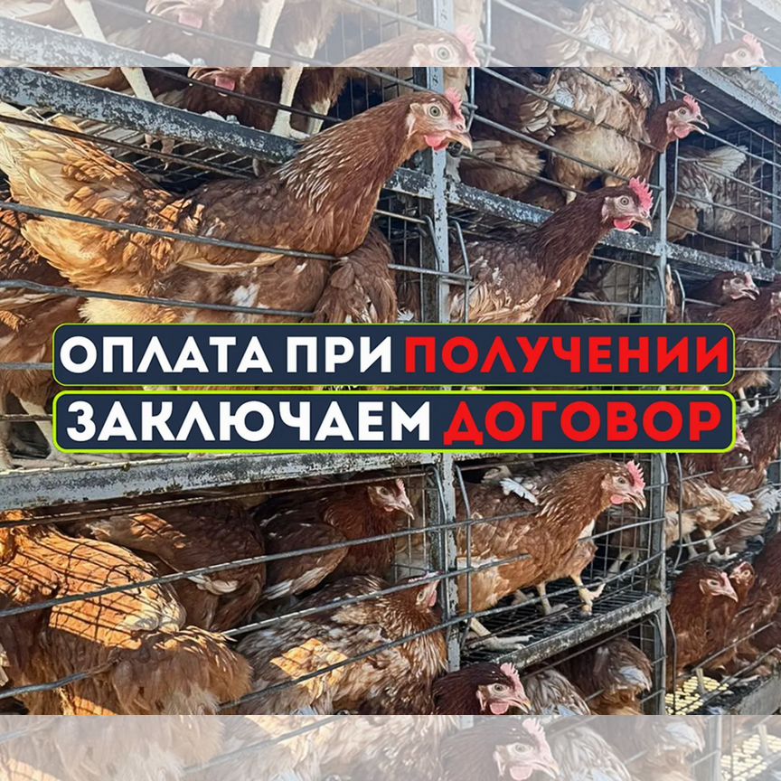 Куры несушки оптом от 100 шт. с доставкой на дом