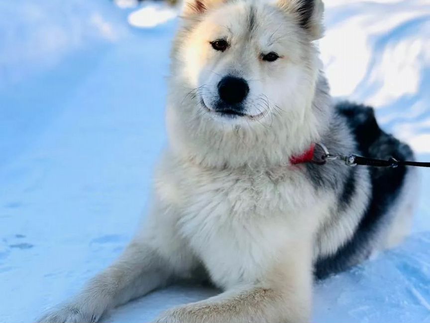 Собака Золото