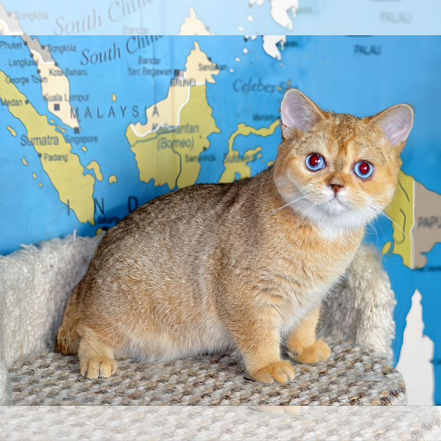 Британский короткошёрстный котёнок