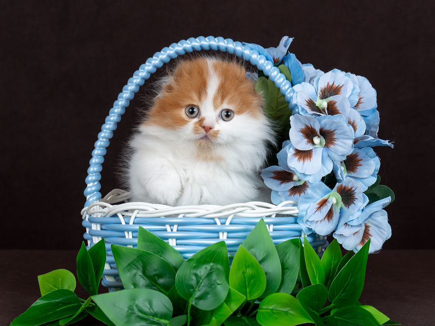 Шотландские котята