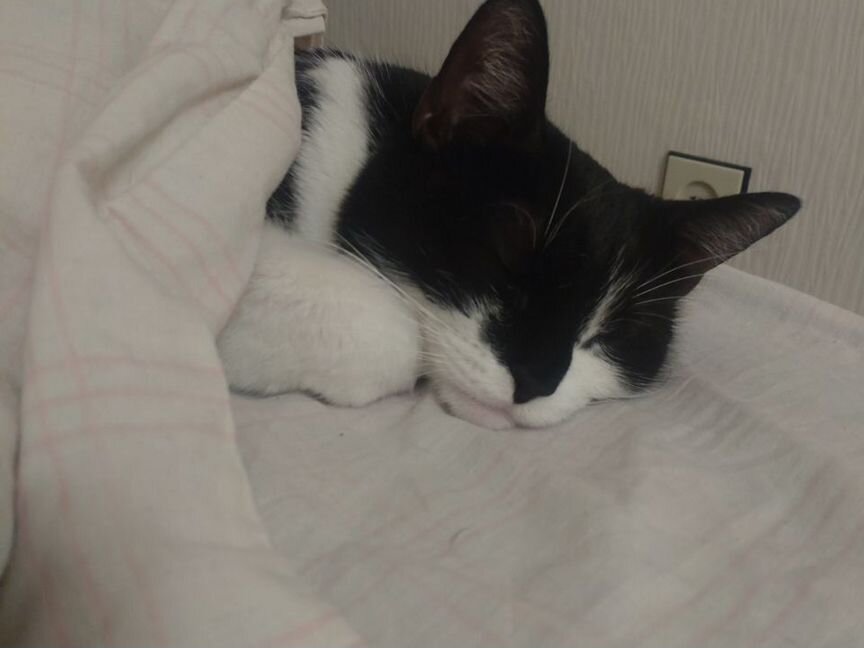 Кошка в дар бесплатно