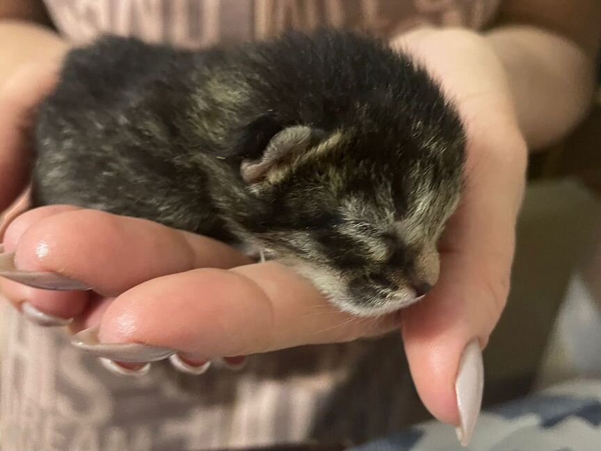 Котята-счастье на ладошке)