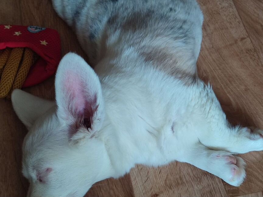 Вельш-корги кардиган мраморный