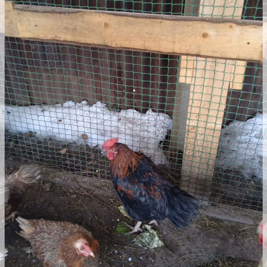 Молодые петухи