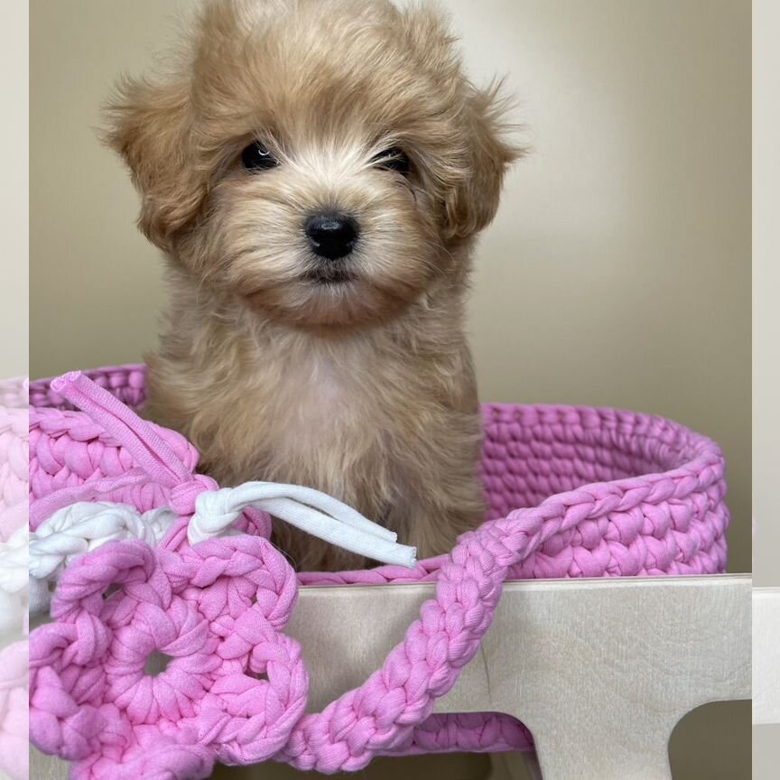 Щенки мальтипу