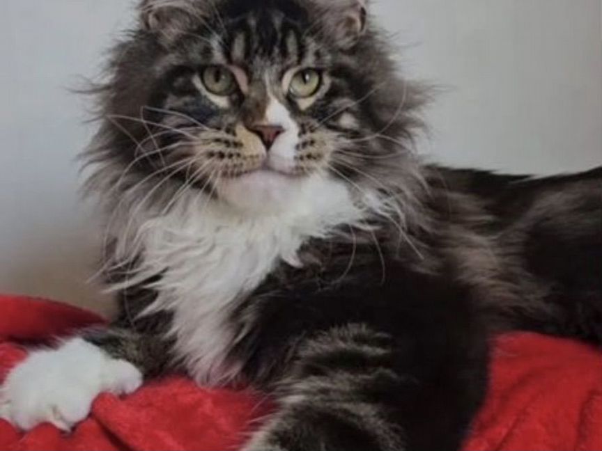 Котята мейн-кун