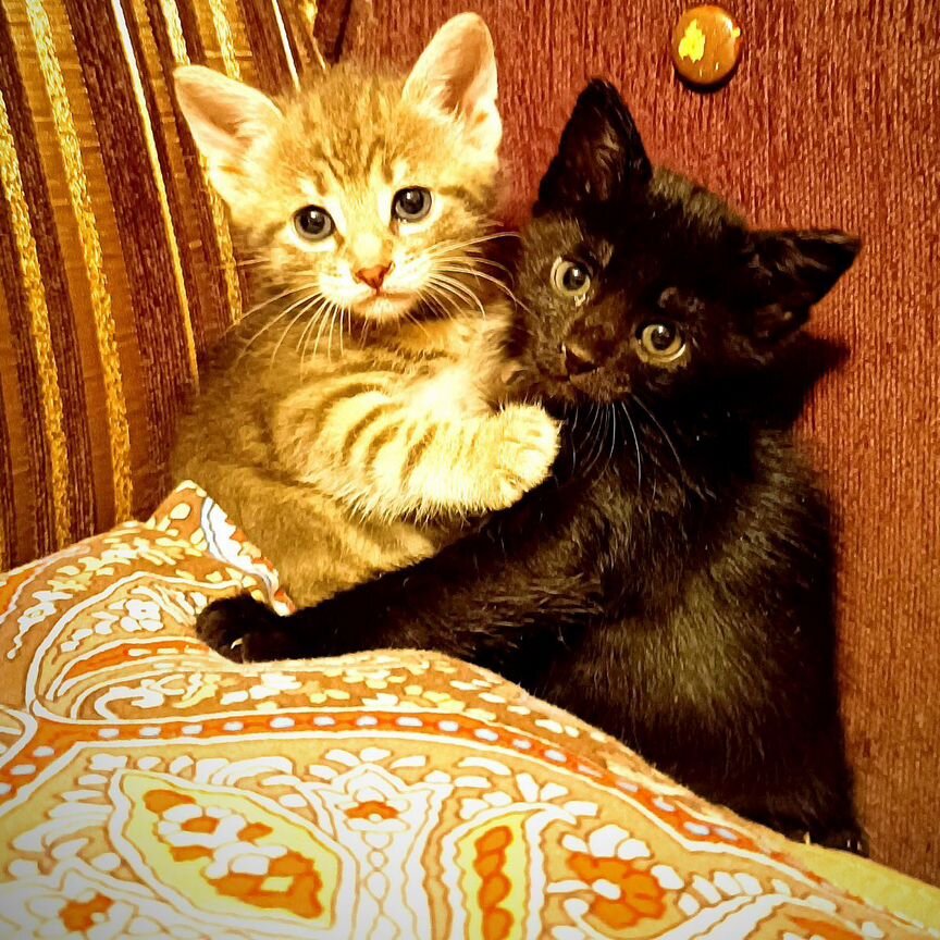 Мальчишки, девчонки- крысоловчики