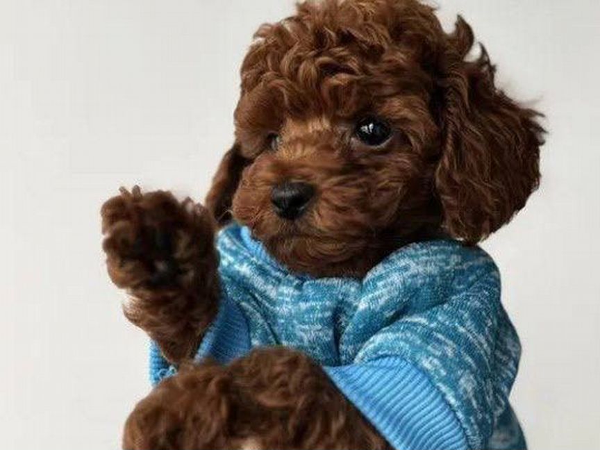 Щенки той пуделя