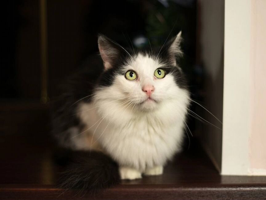 Котик ищет любящую семью