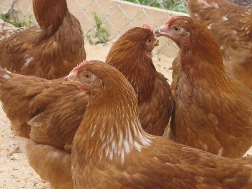 Куры несушки Кубанские красные