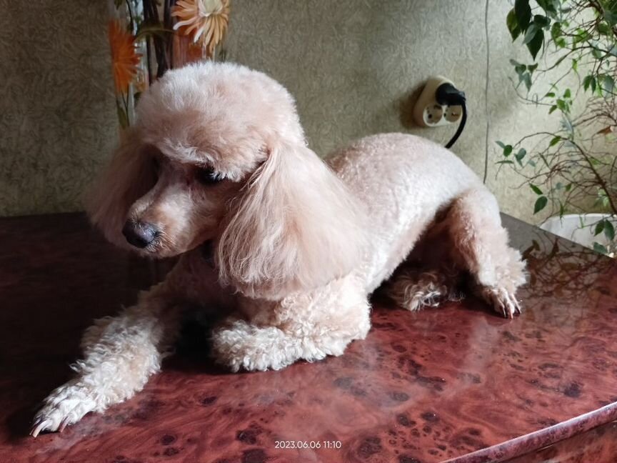 Пудель миниатюра