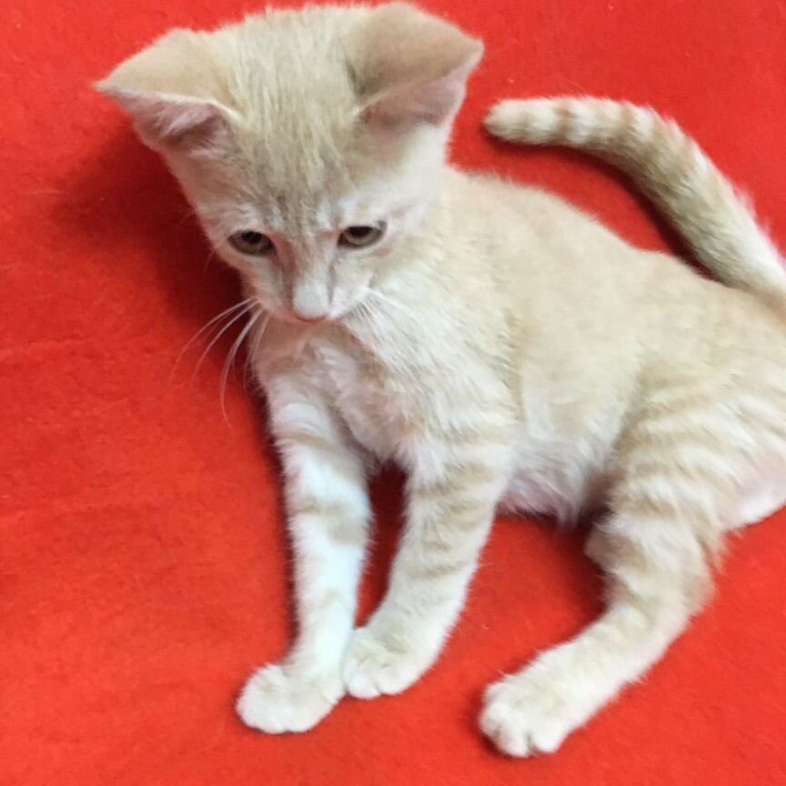 Персиковый котенок