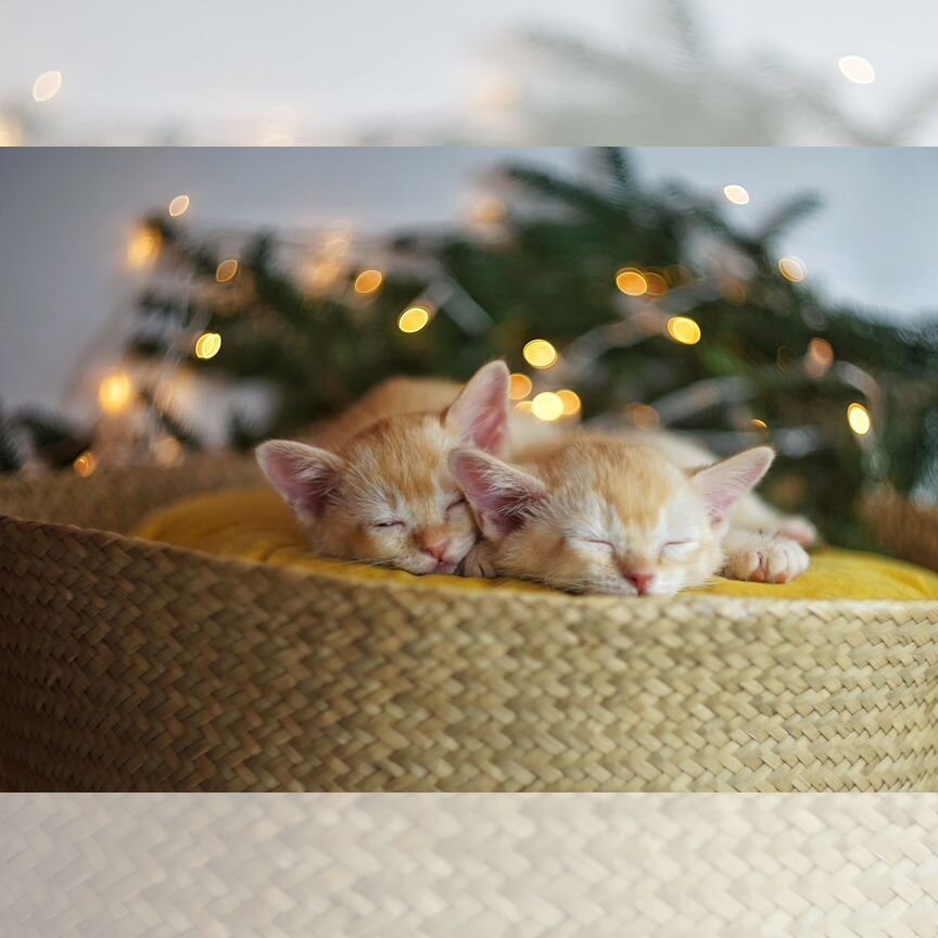 Европейский бурманский котёнок