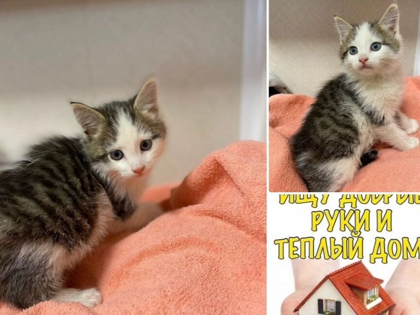 Котенок мальчик