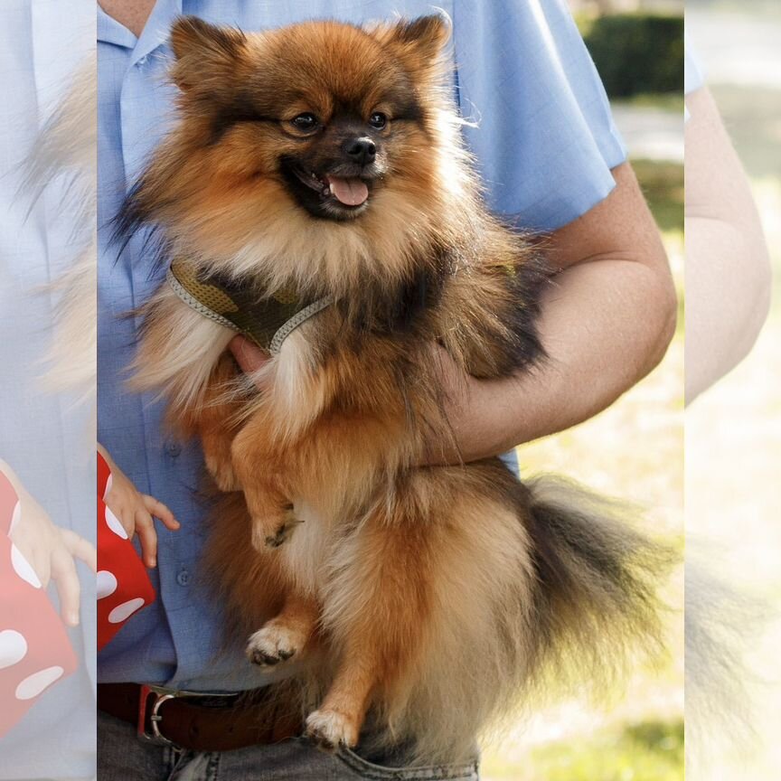 Померанский шпиц, взрослая собака