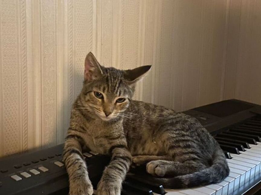 Полосатик Питерский