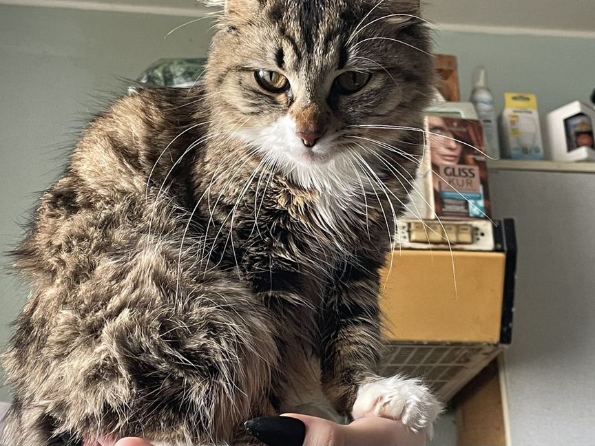 Отдам в добрые руки кошечку