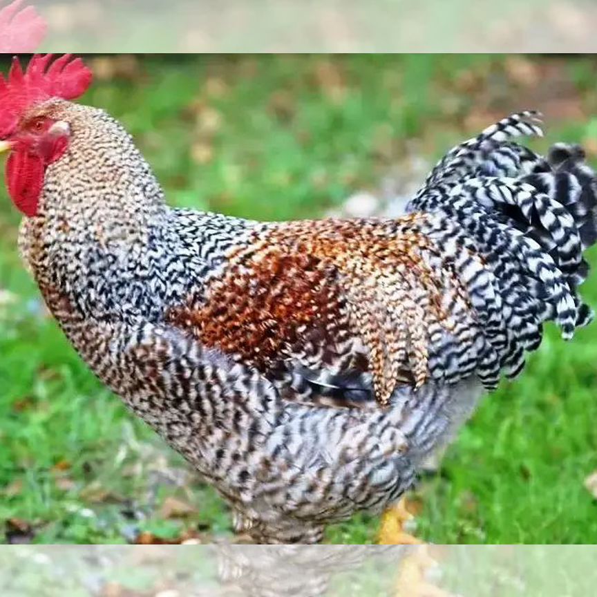 Петухи чешский доминант