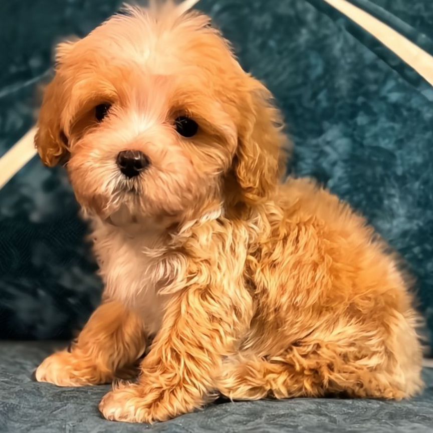 Мальтипу, щенок