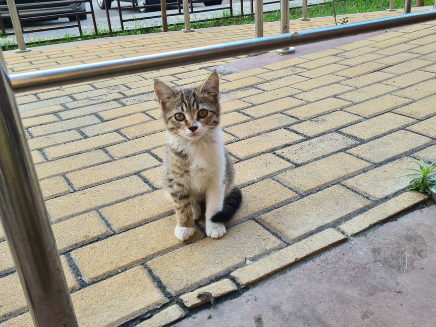 Бедный котик ищет дом