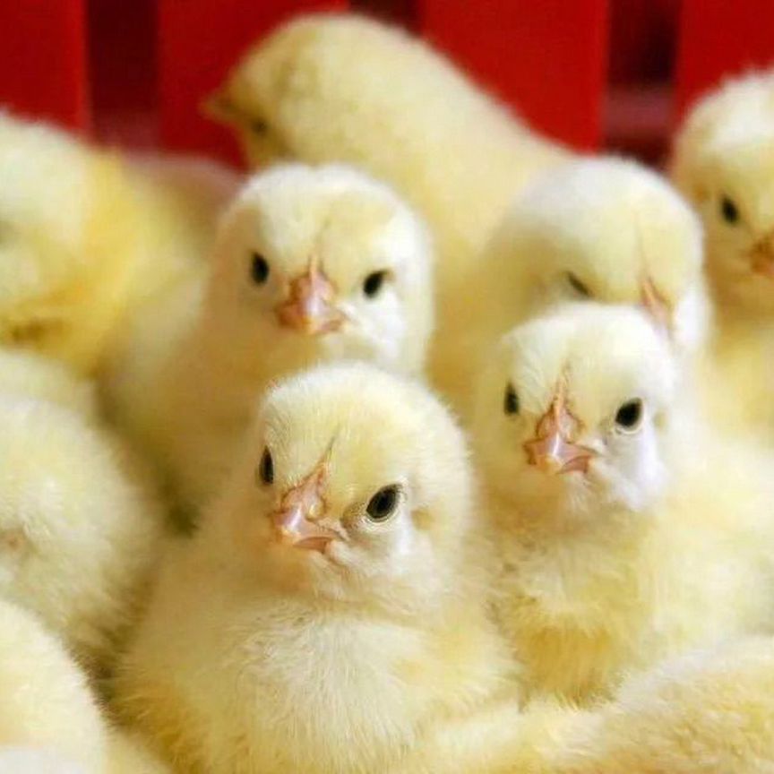 Цыпленок кур несушек