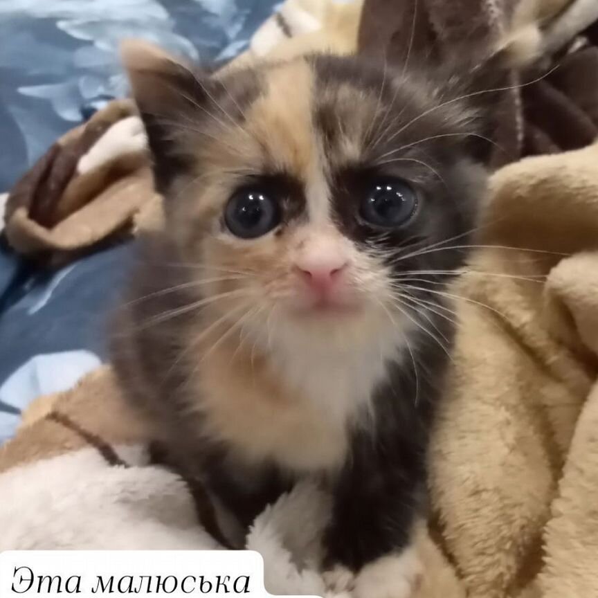 Котёнок в добрые руки