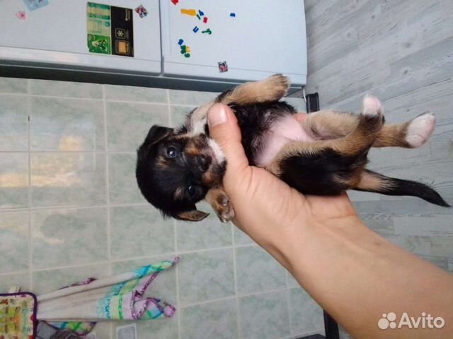 Собаки щенки той-терьер