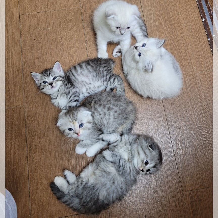 Шотландский вислоухий длинношёрстный котёнок