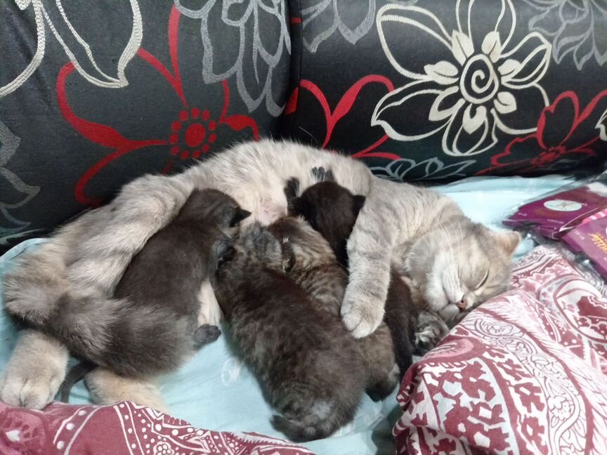 Кошки в добрые руки породистые