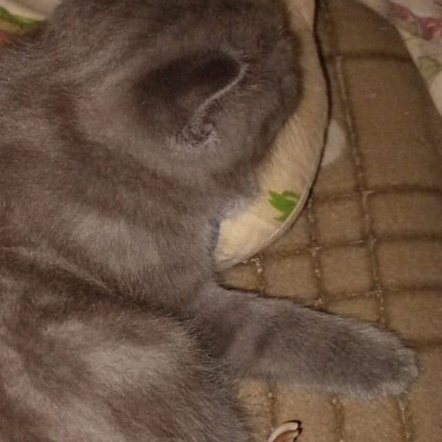 Котёнок