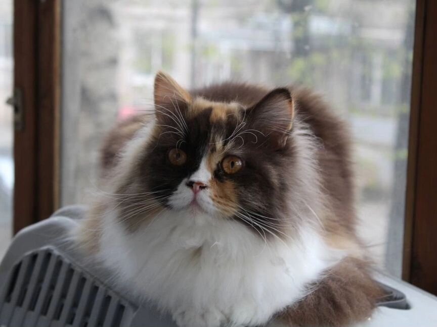 Британская кошка Ягодка