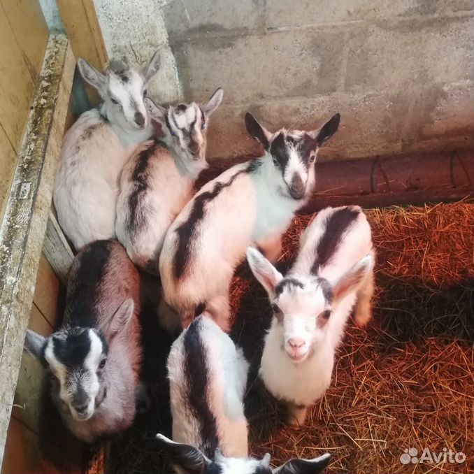 Альпийские козлята