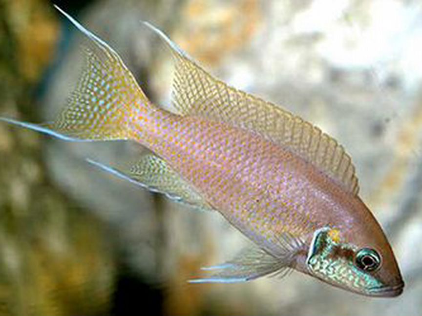 Мальки цихлиды