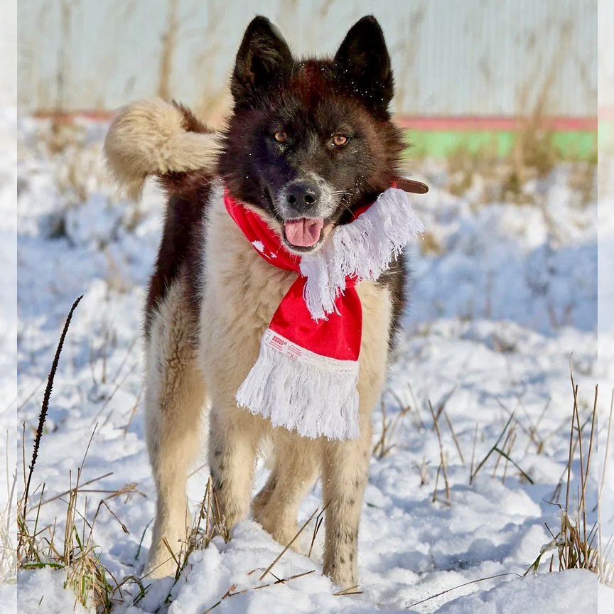 Взрослая собака в добрые руки