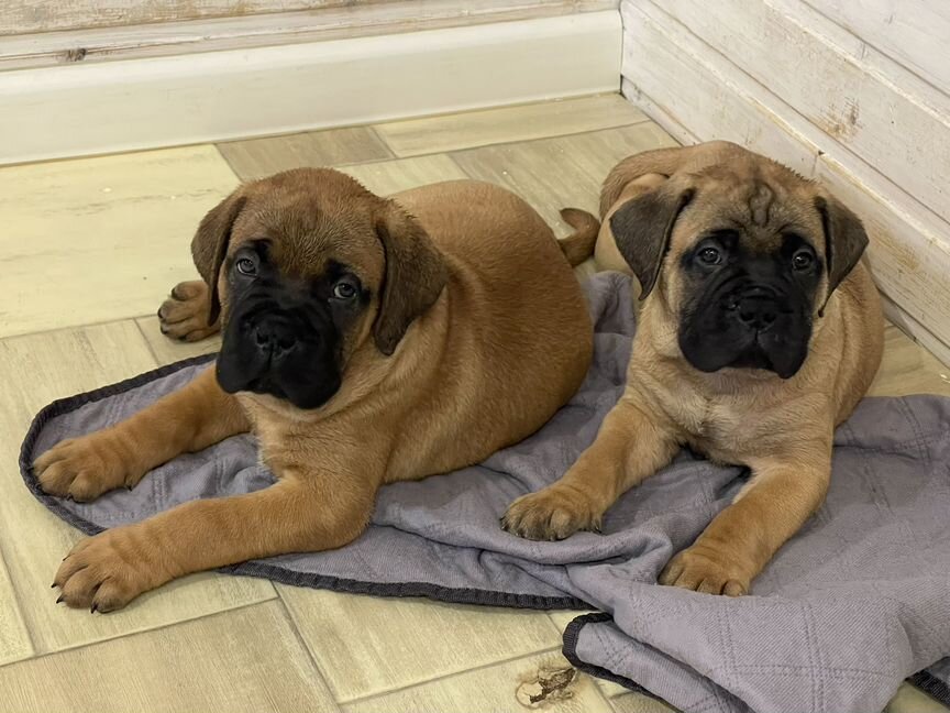 Бульмастиф