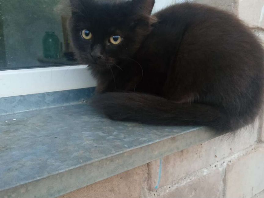 Котёнок