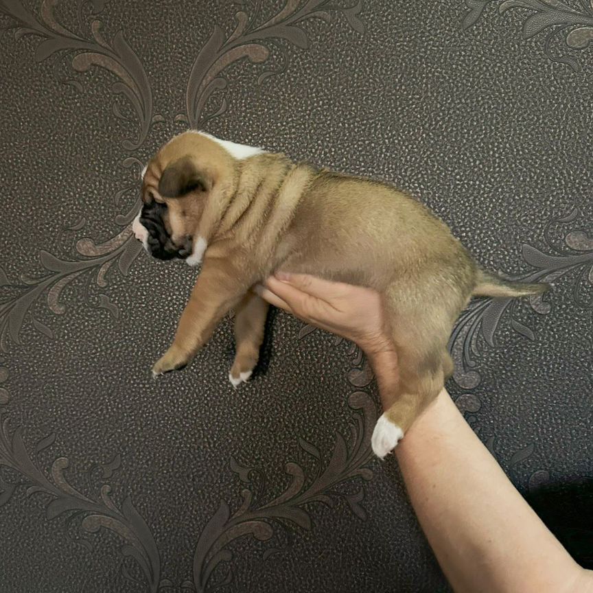 Стаффордширский терьер щенки