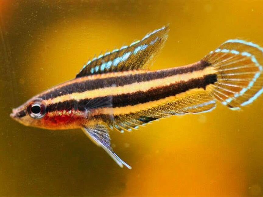 Гурами Карликовый Лакричный (Parosphromenus deiss