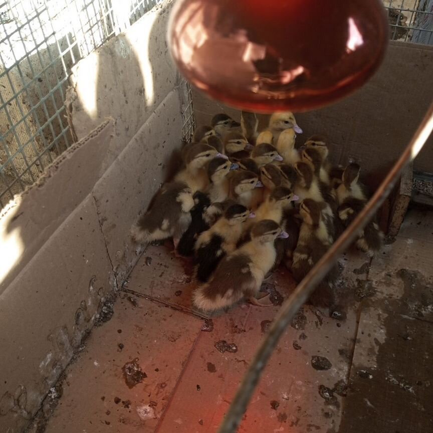 Индоутенки домашние